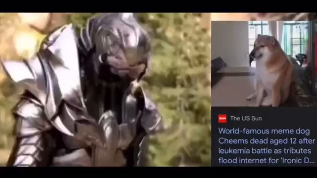 The US Sun Weld meme dog Cheems dead aged 12 after leukemia battle as ...