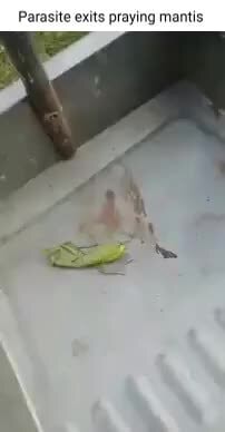 Parasite exits praying mantis - iFunny