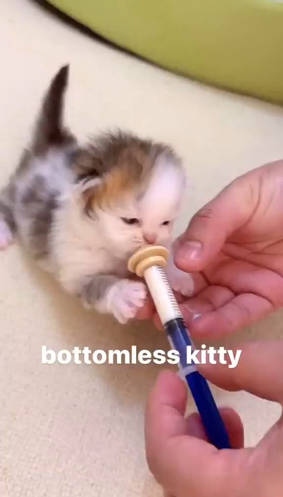 Bottomless kitty - iFunny