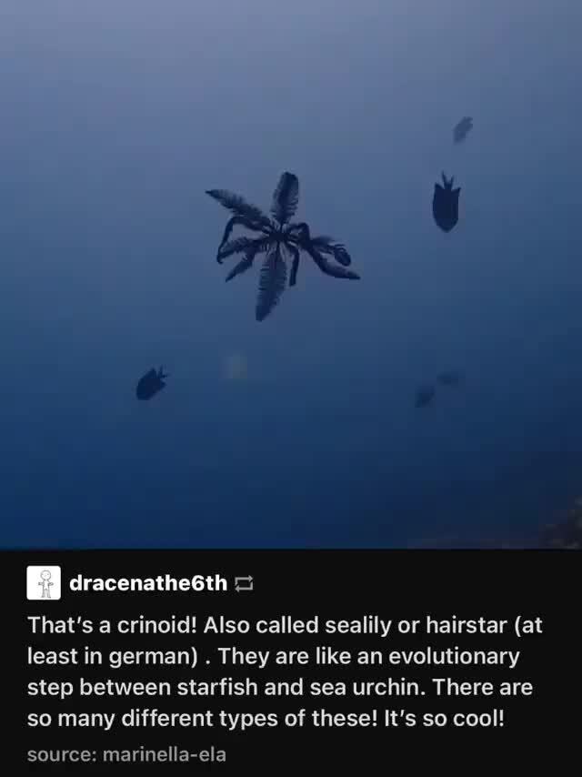 That's a crinoid! Also called sealily or hairstar (at least in german ...