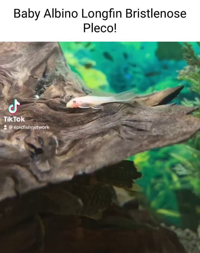 Baby Albino Longfin Bristlenose Pleco! ~ at TikTok - iFunny