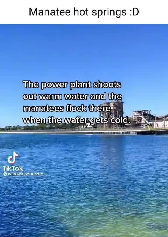 Manatee hot springs :D The power plant shoots out warm water and the ...