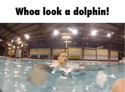 Whoa look a dolphin! - Whoa look a dolphin! - iFunny