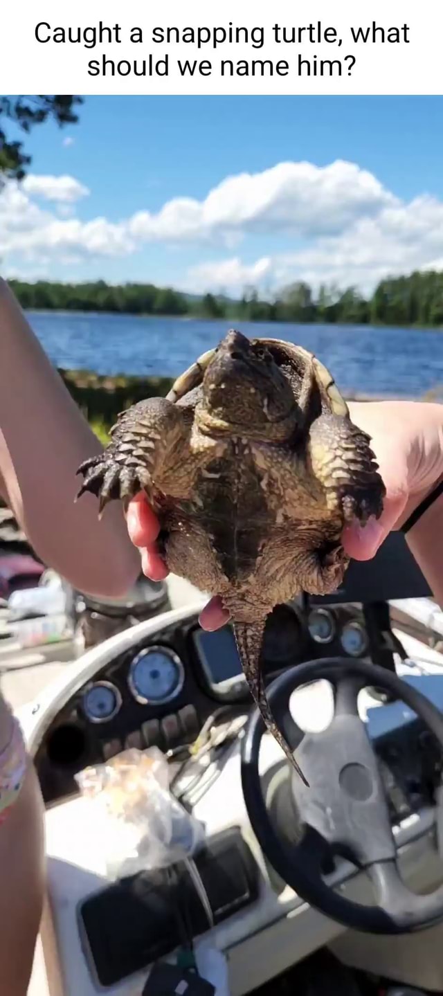 Caught a snapping turtle, what should we name him? - iFunny