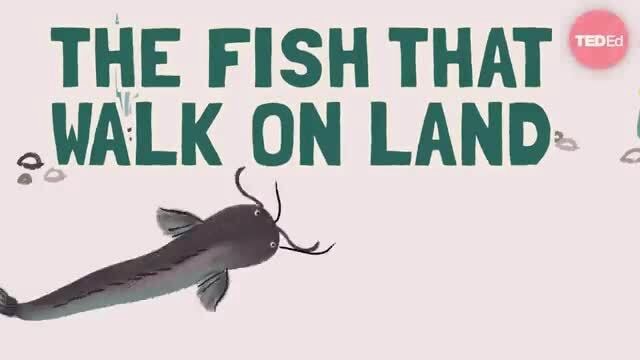 TEDEd: The Fish that Walks on Land - THE FISH THAT WALK ON LAND: - iFunny