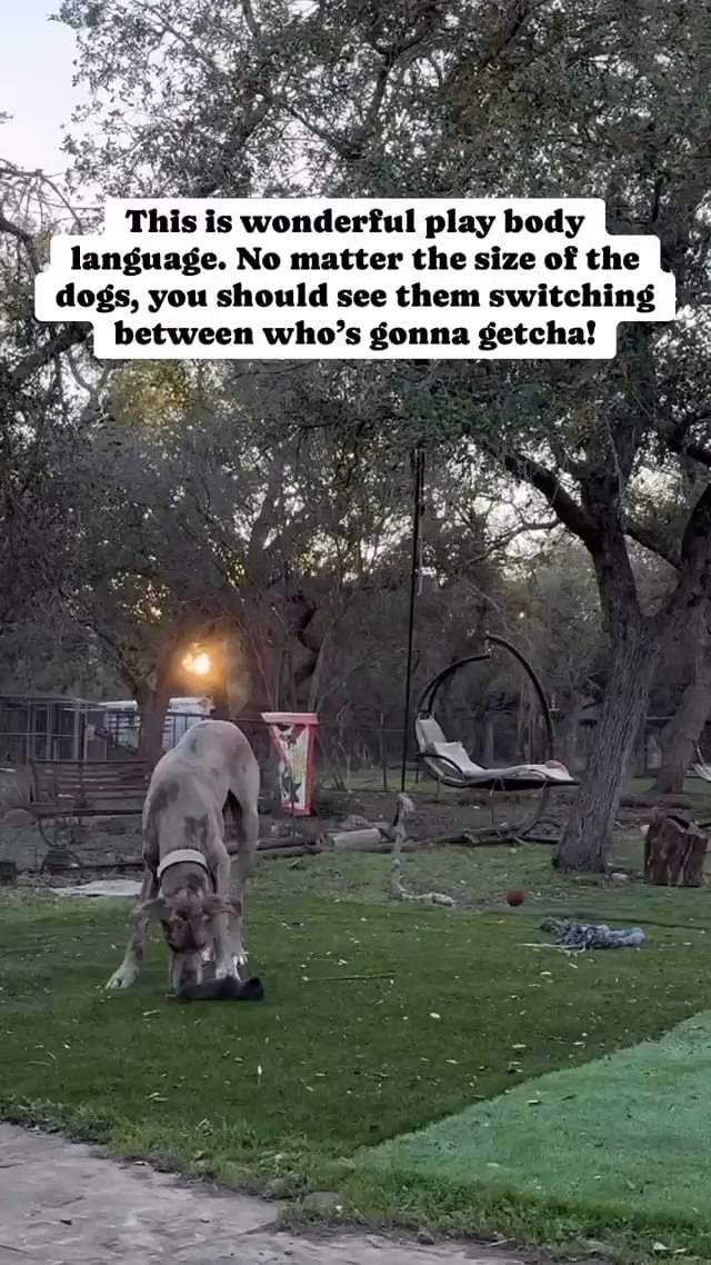 This is wonderful play body language. No matter the size of the I dogs ...