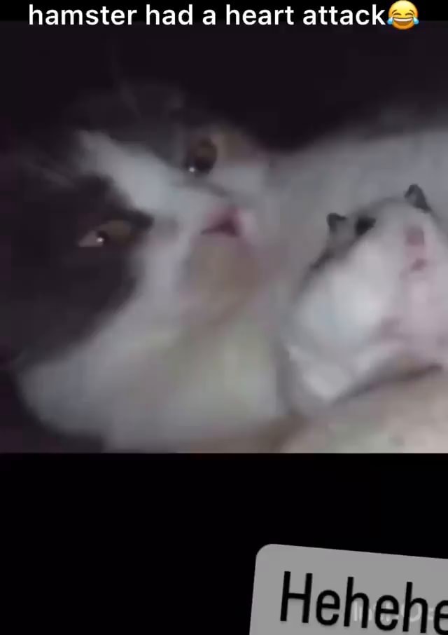 Hamster had a heart attack& - iFunny