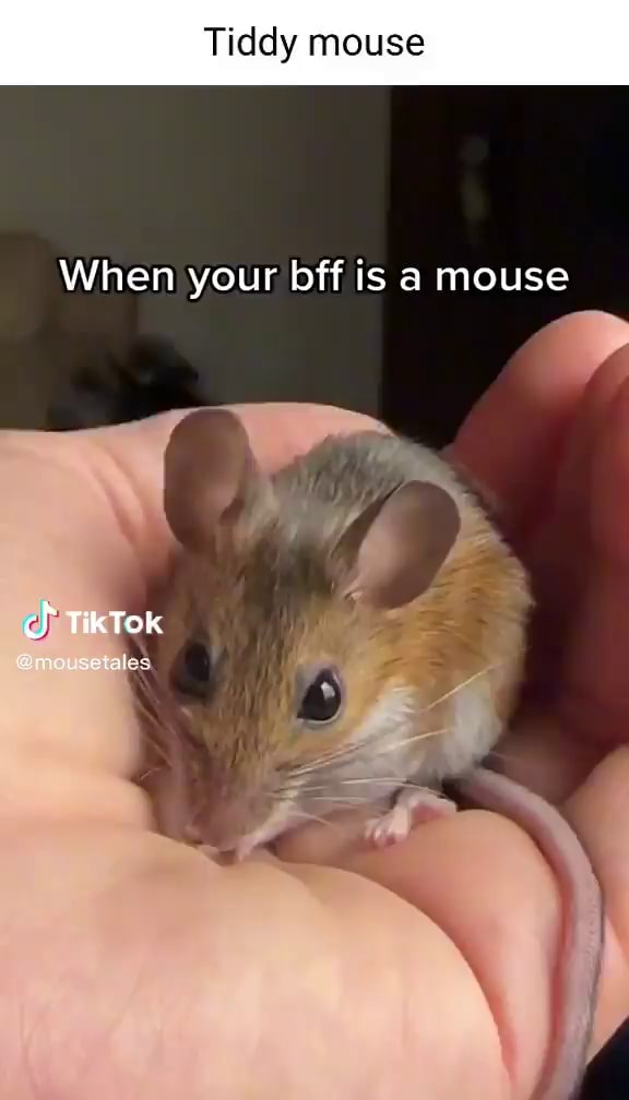 Tiddy mouse When your bff is a mouse TikTok - iFunny