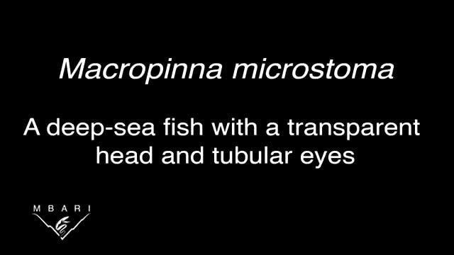 Macropinna microstoma A cdleep-sea fish with a transparent head and ...