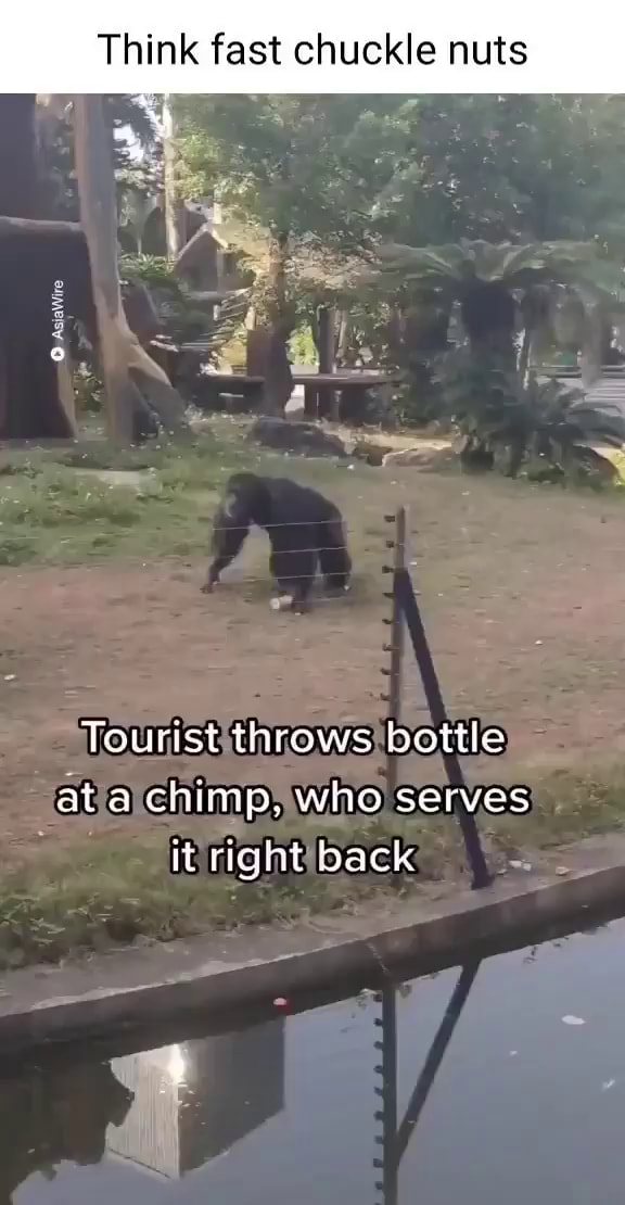 Think fast chuckle nuts Tourist throws bottle at a chimp, who serves it ...