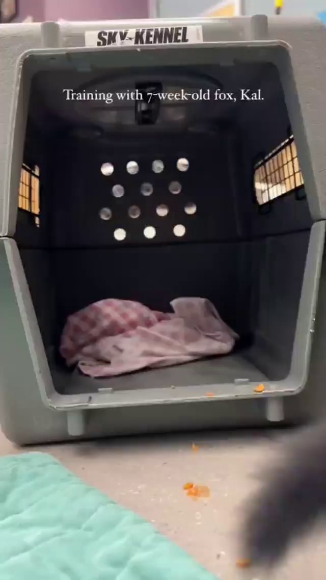 Training with 7-week-old fox, Kal. - iFunny