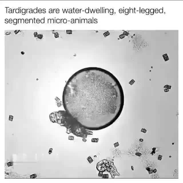 Tardigrades are water-dwelling, eight-legged, segmented micro-animals ...