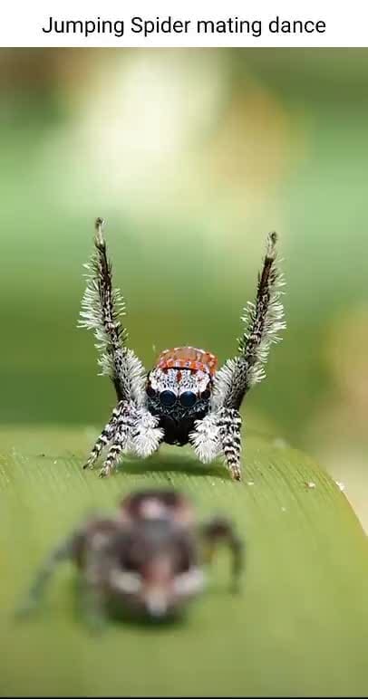 Jumping Spider Mating Dance Seo Title