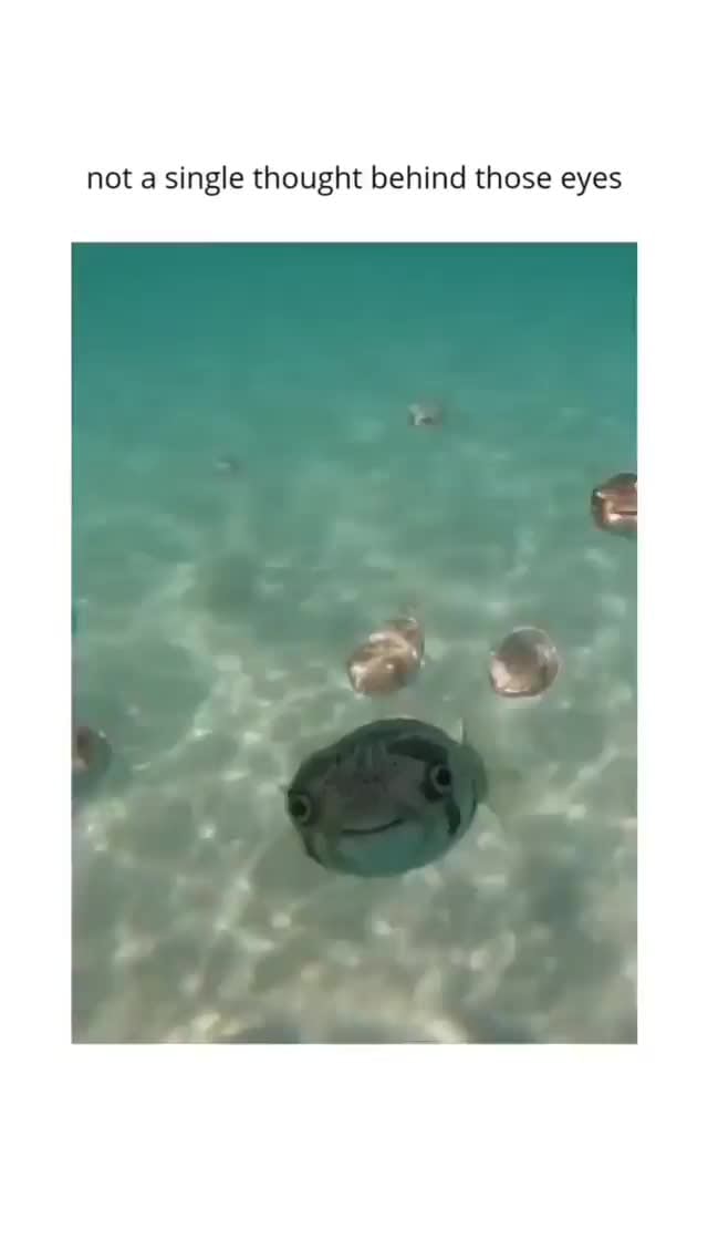 Not a single thought behind those eyes - iFunny