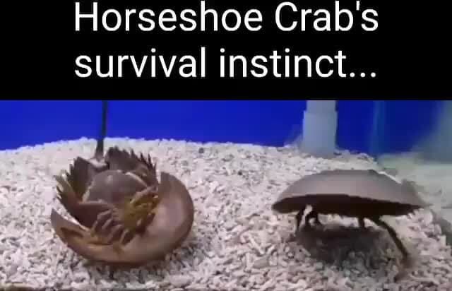 Horseshoe Crabs survival instinct... - iFunny