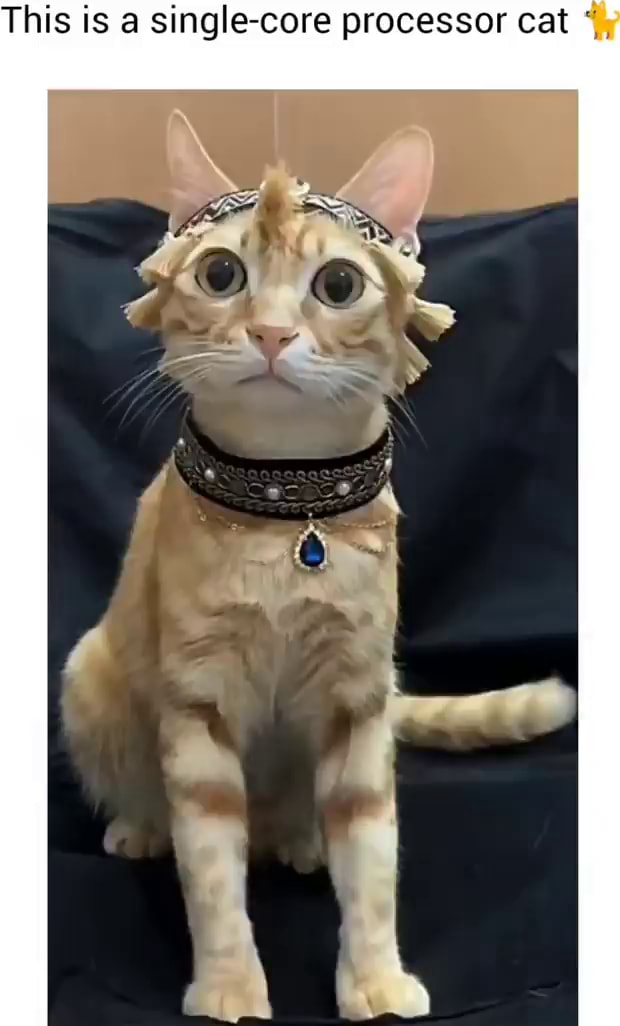 This is single-core processor cat - iFunny