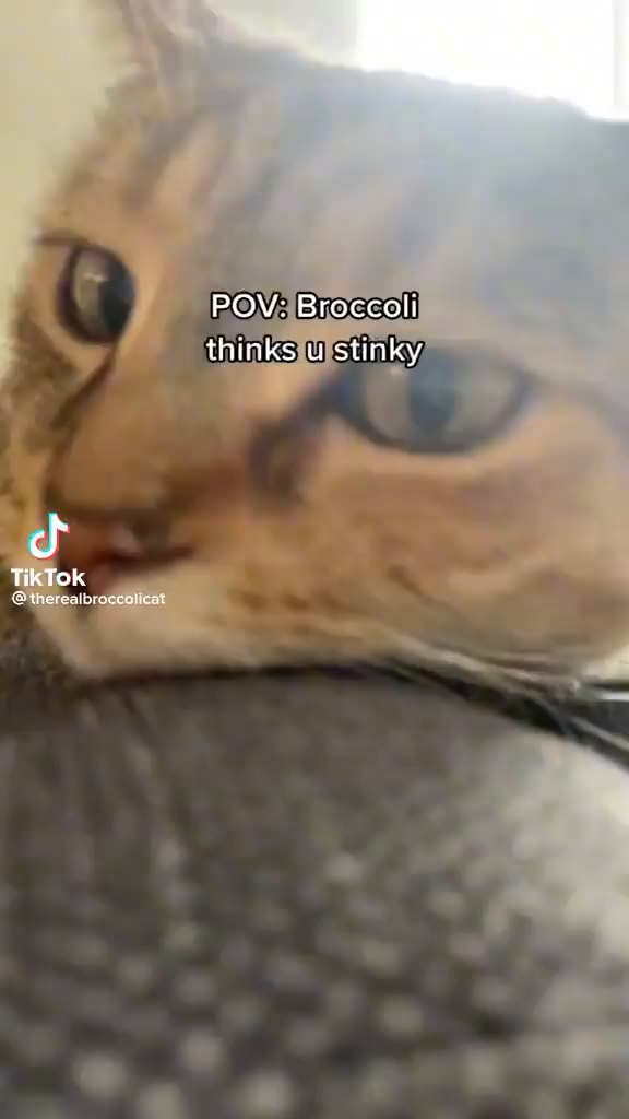 POV: Broccoli thinks u stinky Tik Tok - iFunny