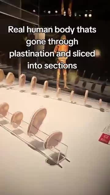 Real human body thats gone through plastination and sliced I into ...
