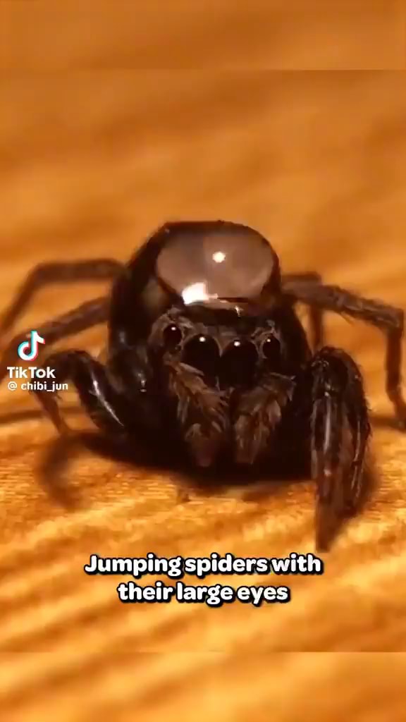 Tik ToK Jumping spiders with their large eyes - iFunny