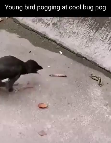 Young bird pogging at cool bug pog - iFunny