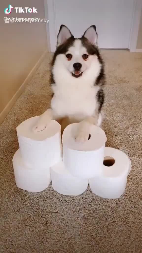 Video memes kN0EmeQo8 by Distorted_Artist - iFunny