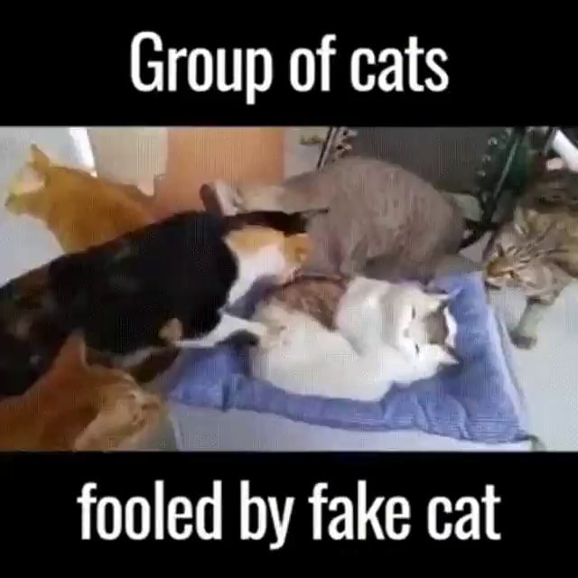 Bamboozled - Group of cats fooled by fake cat - iFunny
