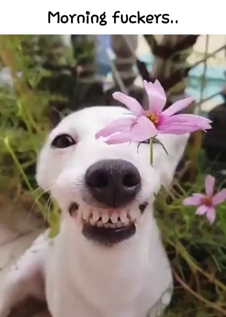 Morning fuckers.. - iFunny