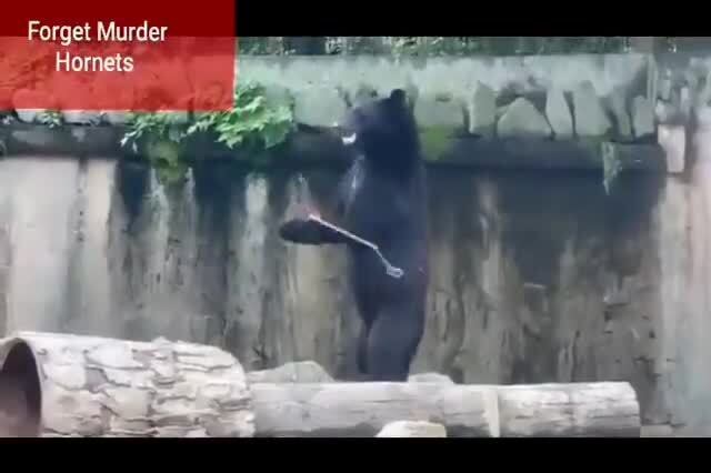Forget Murder Hornets. Worry about Nunchuck Bears - iFunny