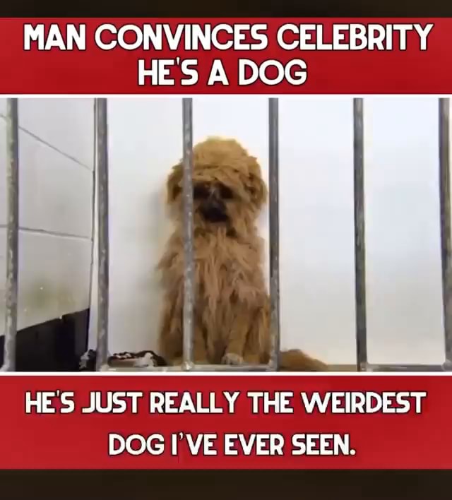 MAN CONVINCES CELEBRITY HE'S A DOG HE'S JUST REALLY THE WEIRDEST DOG I ...