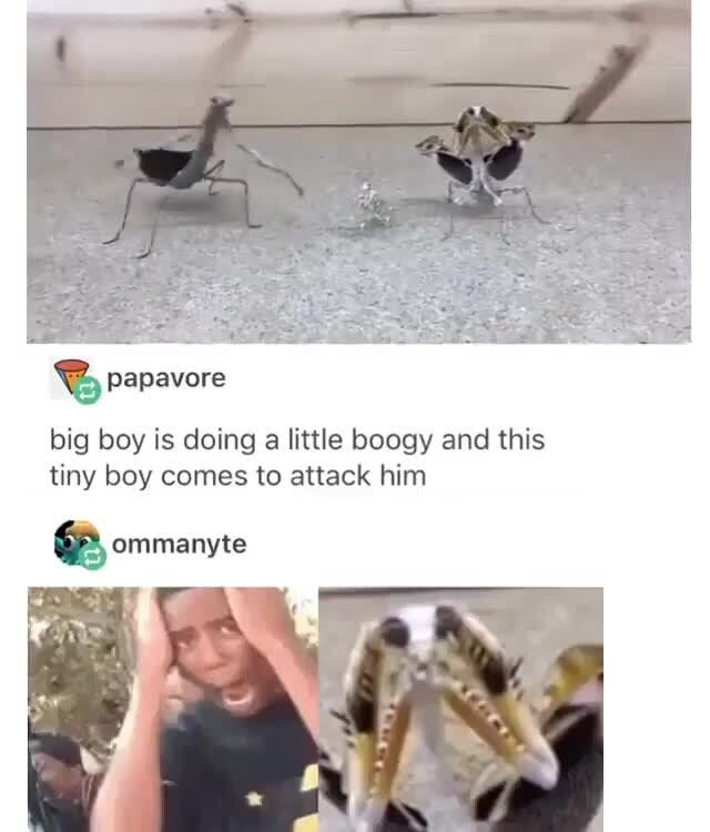 Big boy is doing a little boogy and this tiny boy comes to attack him ...