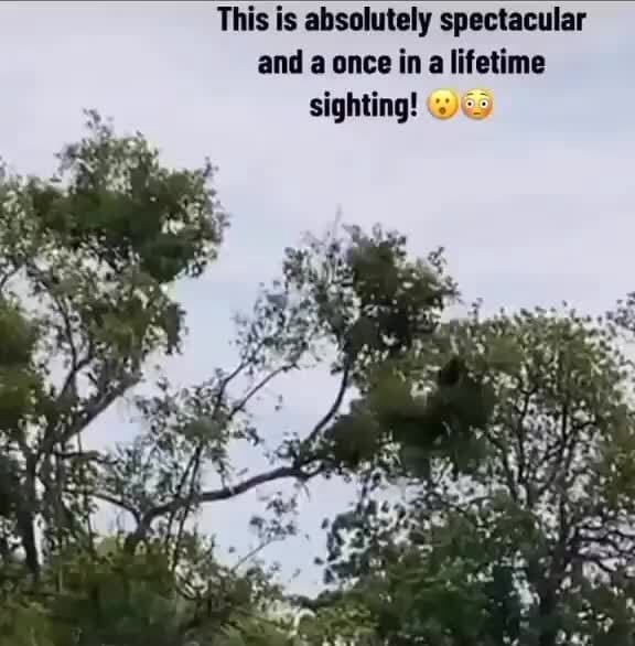 This is absolutely spectacular and a once in a lifetime sighting! - iFunny