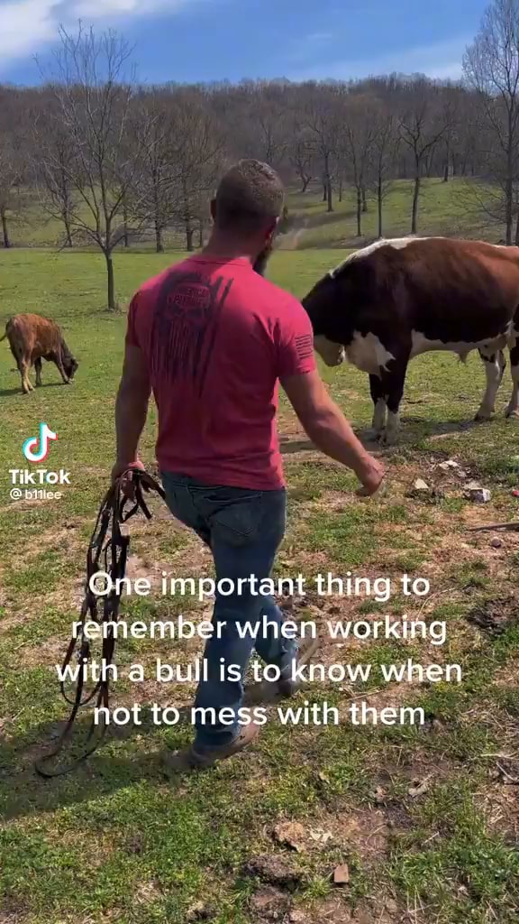 Tik Tok One important thing to remember when working with a bull is to ...