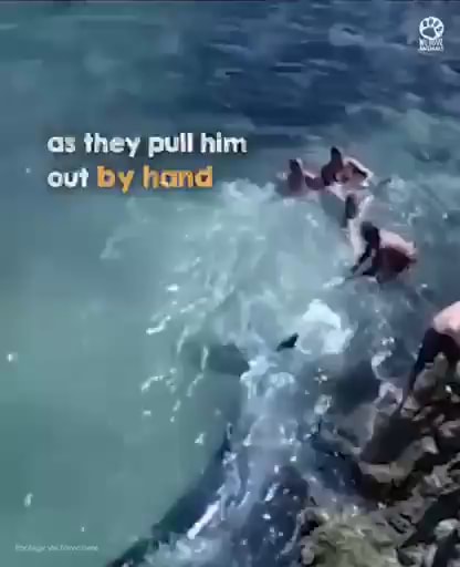 Os they pull him ow by hand - iFunny