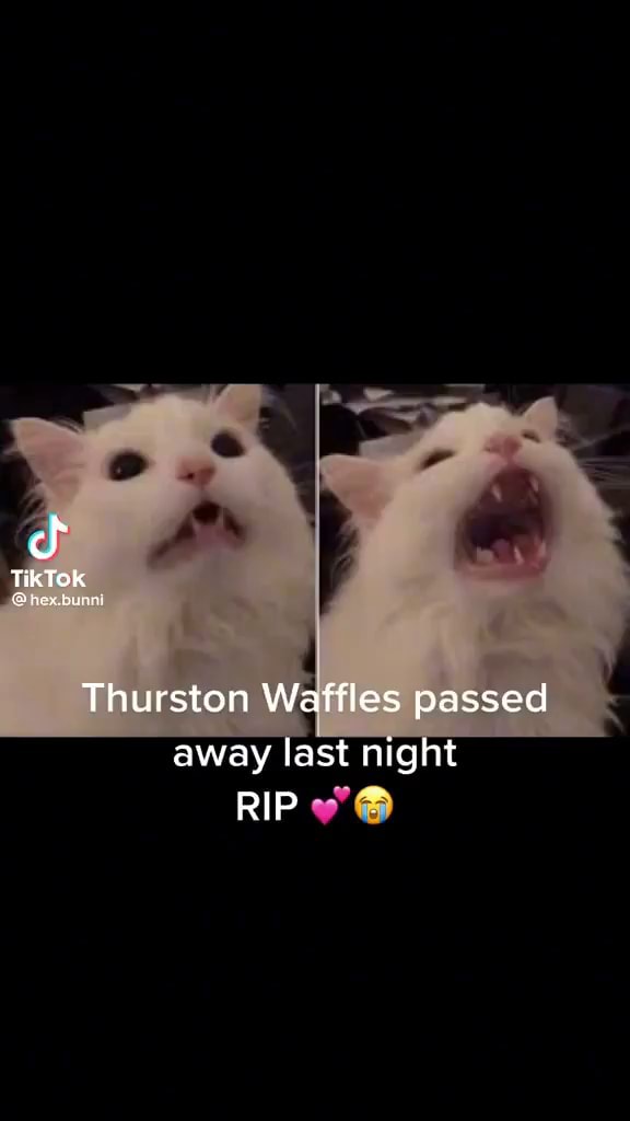 TikToK @her Thurston Waffles passed away last night RIP - iFunny