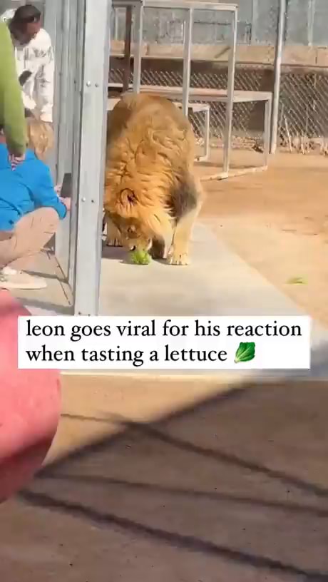 Leon goes viral for his reaction when tasting a lettuce - iFunny