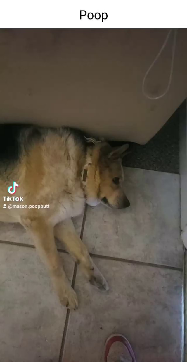 Poop TikTok & @mason.poopbutt - iFunny