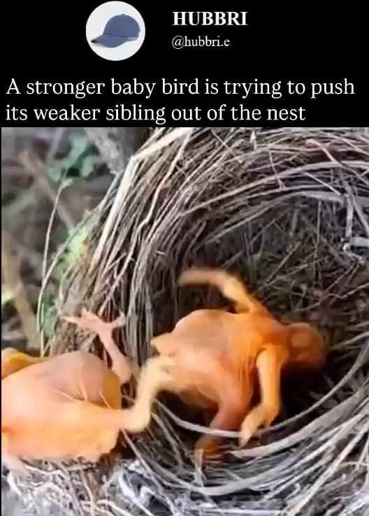 HUBBRI @hubbri.e A stronger baby bird is trying to push its weaker ...