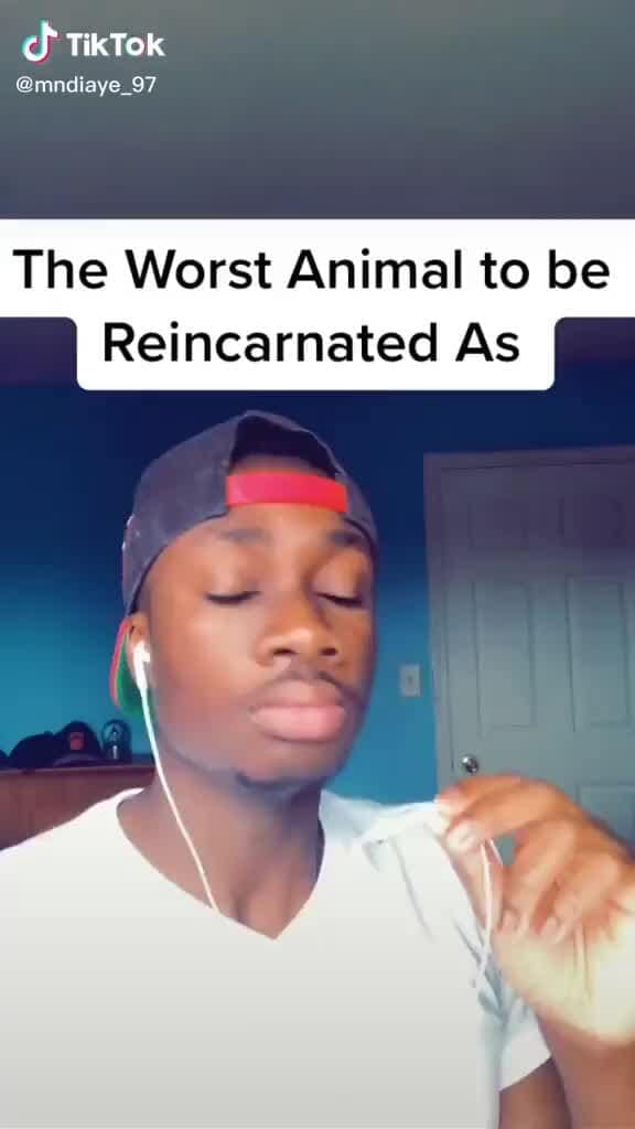 TikTok mndiaye 97 The Worst Animal To Be Reincarnated As tiktok-mndiaye-97-the-worst-animal-to-be-reincarnated-as