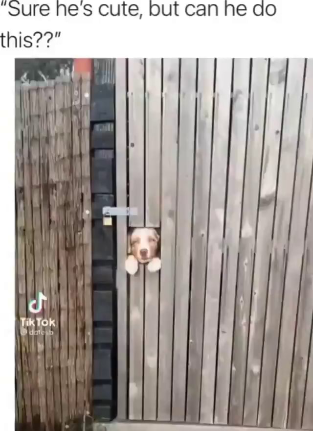 Ure hess Cute, but can he do his??" - iFunny