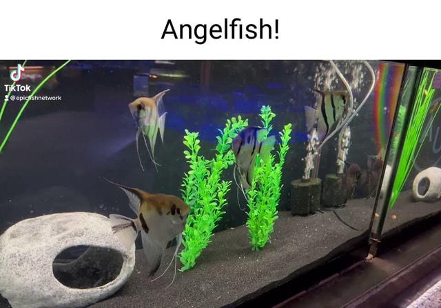 Angelfish! TikTok - iFunny
