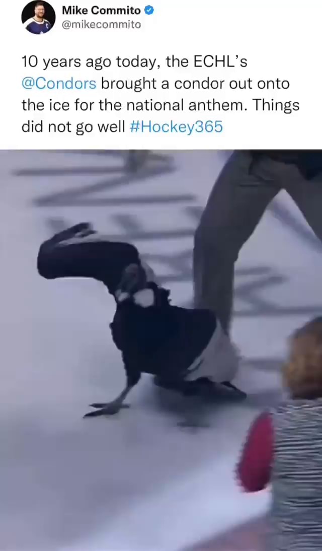 \ Mike Commite 10 years ago today, the ECHL's @Condors brought a condor ...