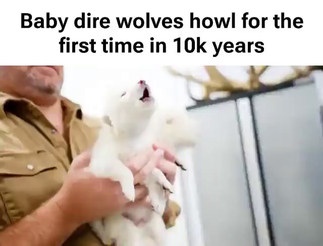 Baby dire wolves howl for the first time in years - iFunny