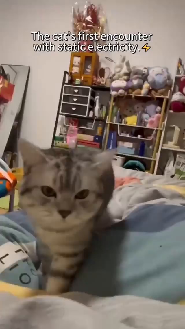 The cat's first encounter with static electricity. - iFunny