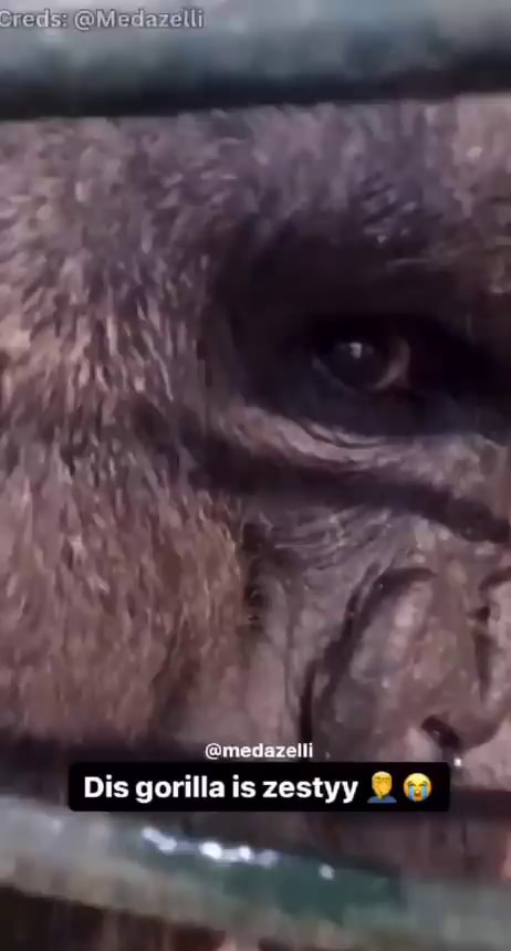 @medozelll Dis gorilla is zestyy - iFunny