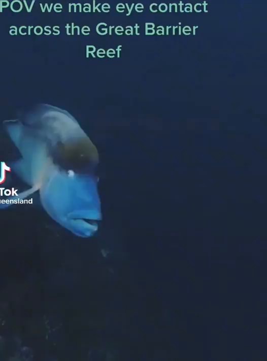 POV we make eye contact across the Great Barrier Reef - iFunny