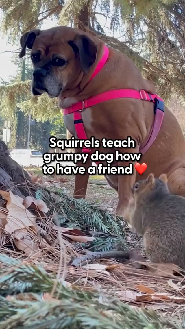 Squirrels teach grumpy dog how "to have d friend - iFunny