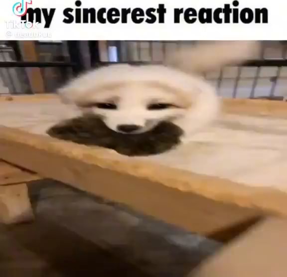 My sincerest reaction - iFunny