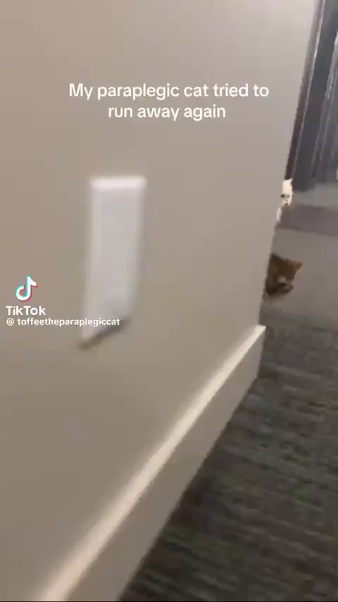 My paraplegic cat tried to run away again TikTok - iFunny