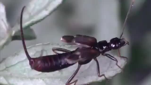Today I learned that Earwigs have intricate, origami-like wings - iFunny