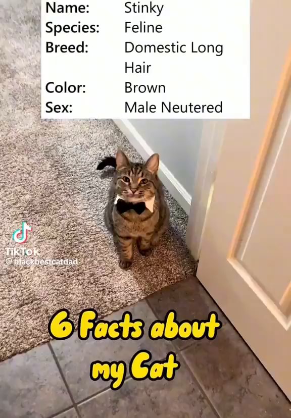 Name: Stinky Species: Feline Breed: Domestic Long Hair Color: Brown Sex ...